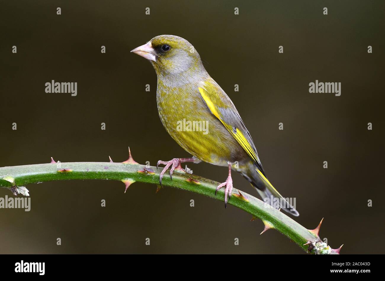 Greenfinch in habitat hi-res stock photography and images - Alamy