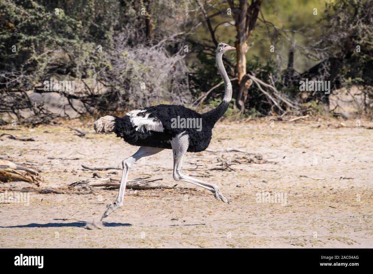 Male Common Ostrich, Struthio camelus, running, Makgadikgadi Pans ...
