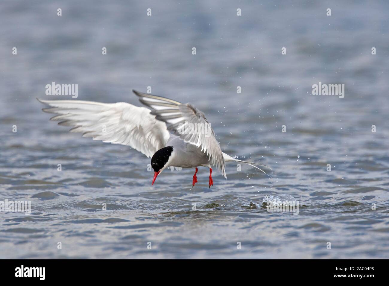 Arctic tern (Sterna paradisaea) taking off from water surface at sea ...