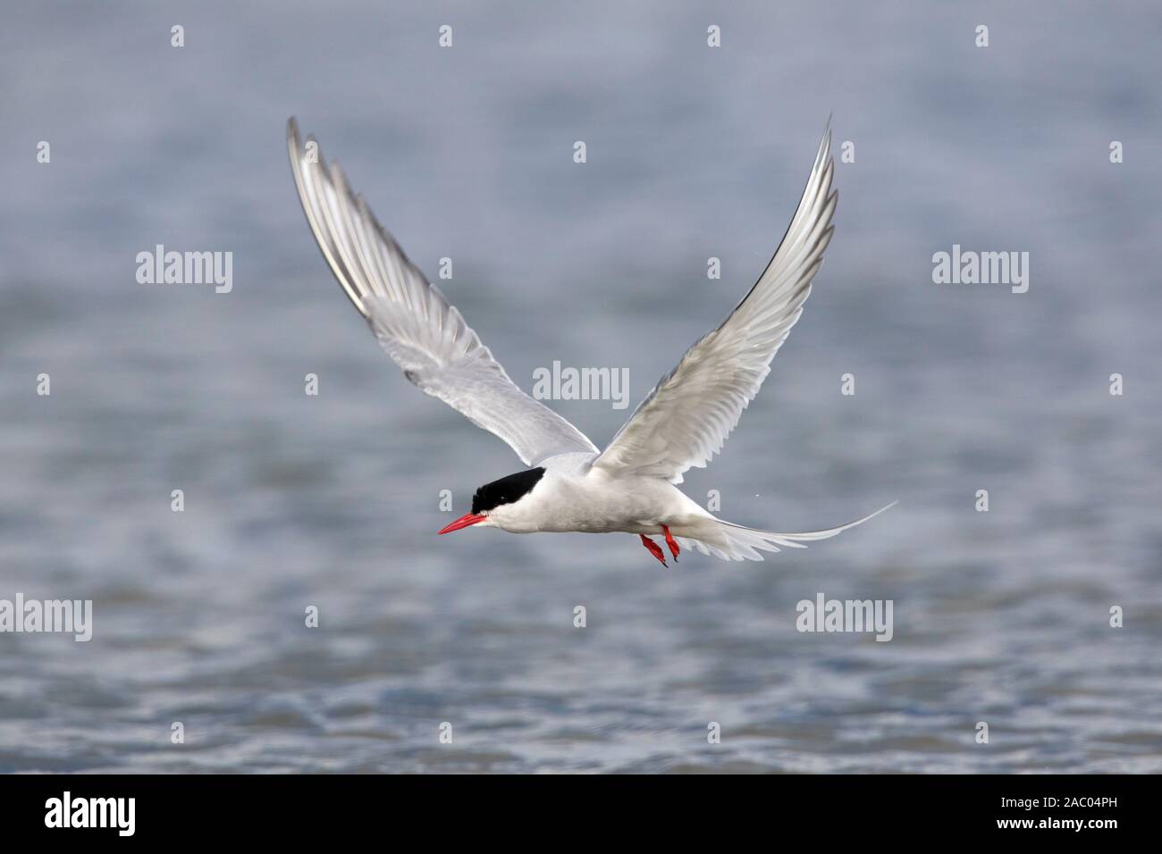Sterna paradisaea migration hi-res stock photography and images - Alamy