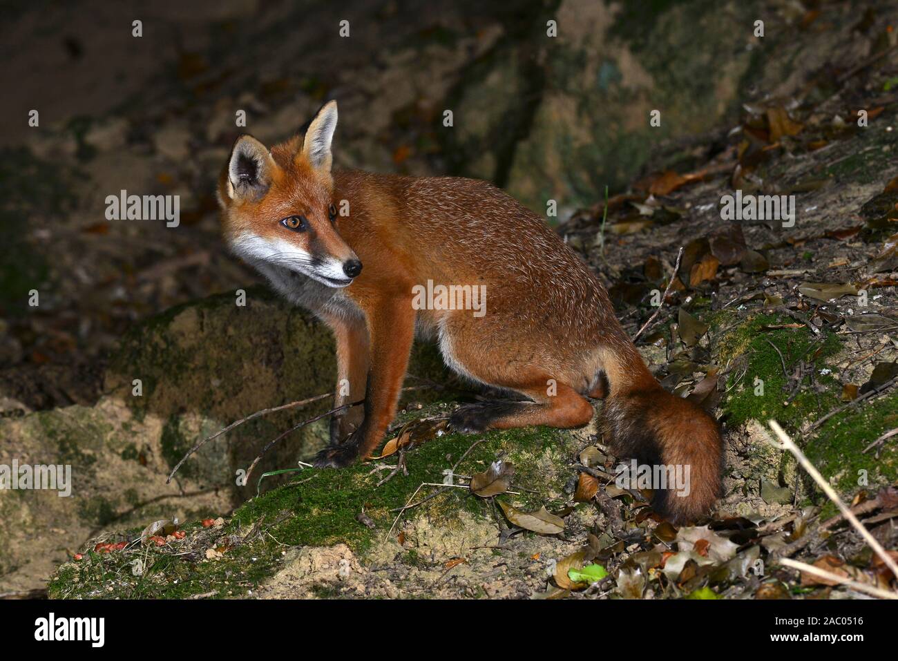 Foxes vulpes vulpes hi-res stock photography and images - Alamy