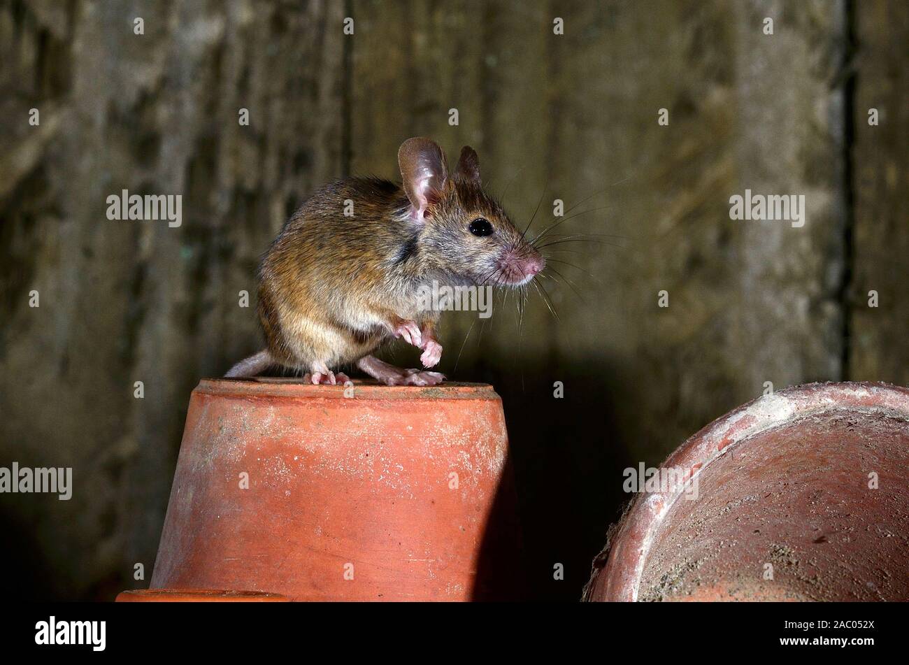 Common brown house mouse hi-res stock photography and images - Alamy