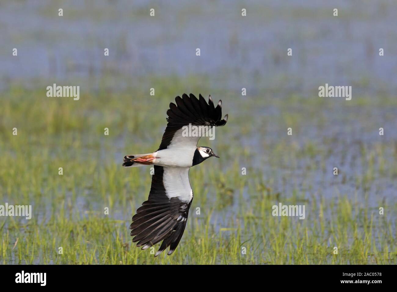 Flying lapwings hi-res stock photography and images - Alamy