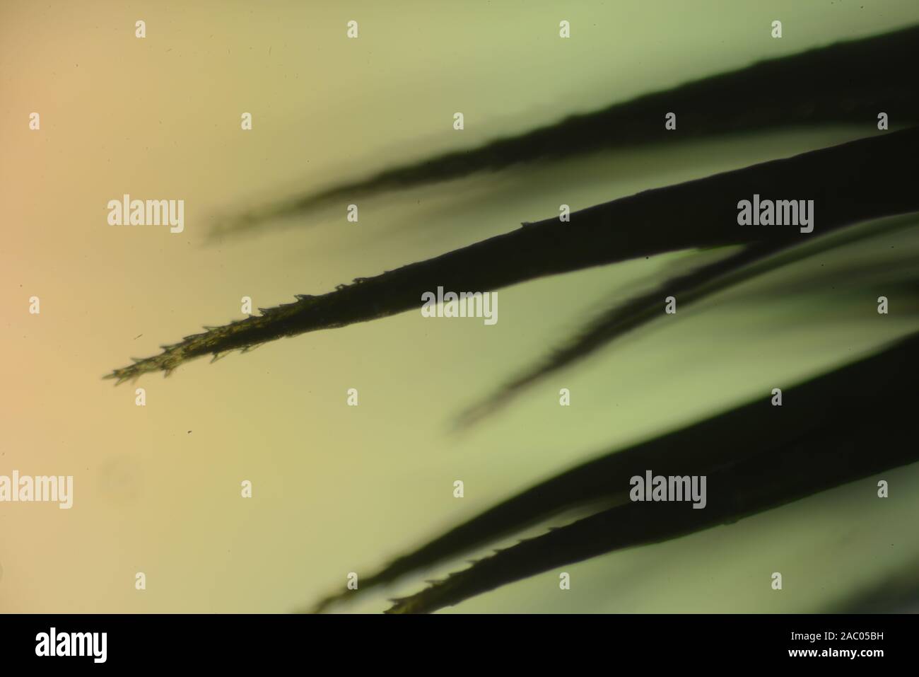 Bryophytes are an informal group consisting of three divisions of non ...