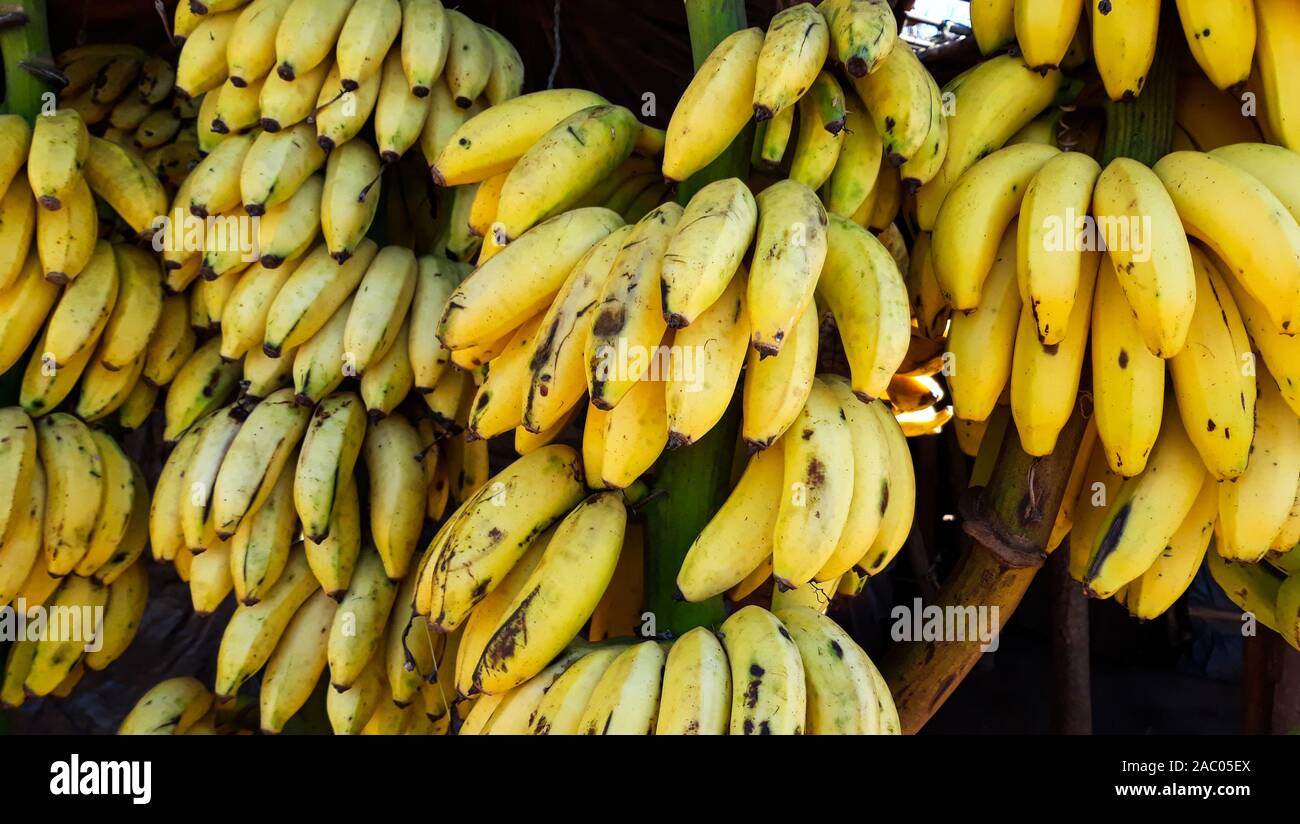 Organic, tree-ripened bananas for sale along the street Stock Photo - Alamy