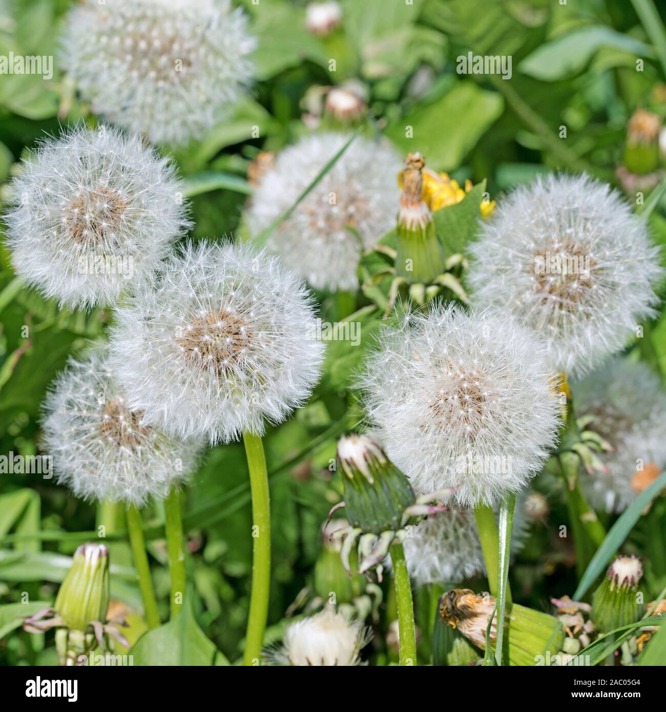 Airborne seed hi-res stock photography and images - Alamy