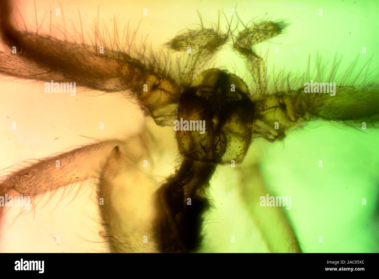 The chitinous exoskeleton of an insect hi-res stock photography and ...