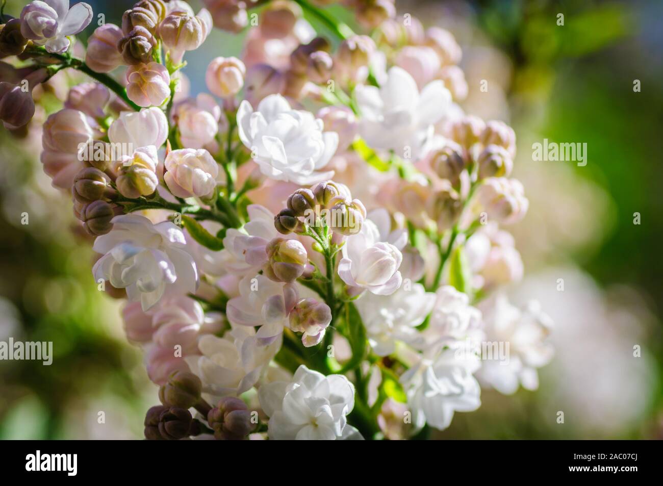 Syringavulgaris hi-res stock photography and images - Alamy