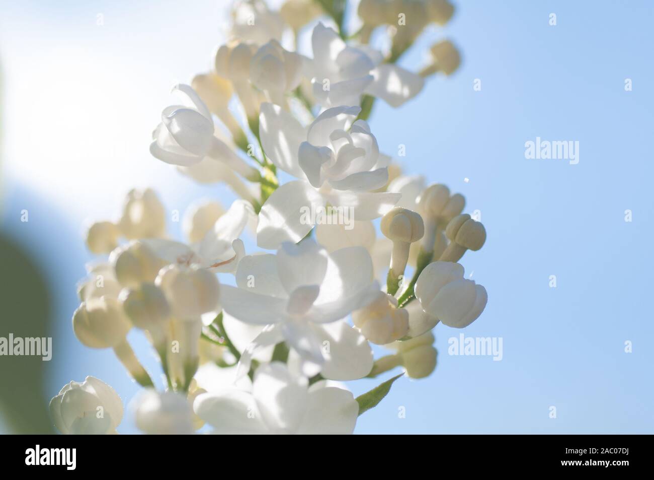 Beautiful white syringa vulgaris flowers in sun light Stock Photo - Alamy