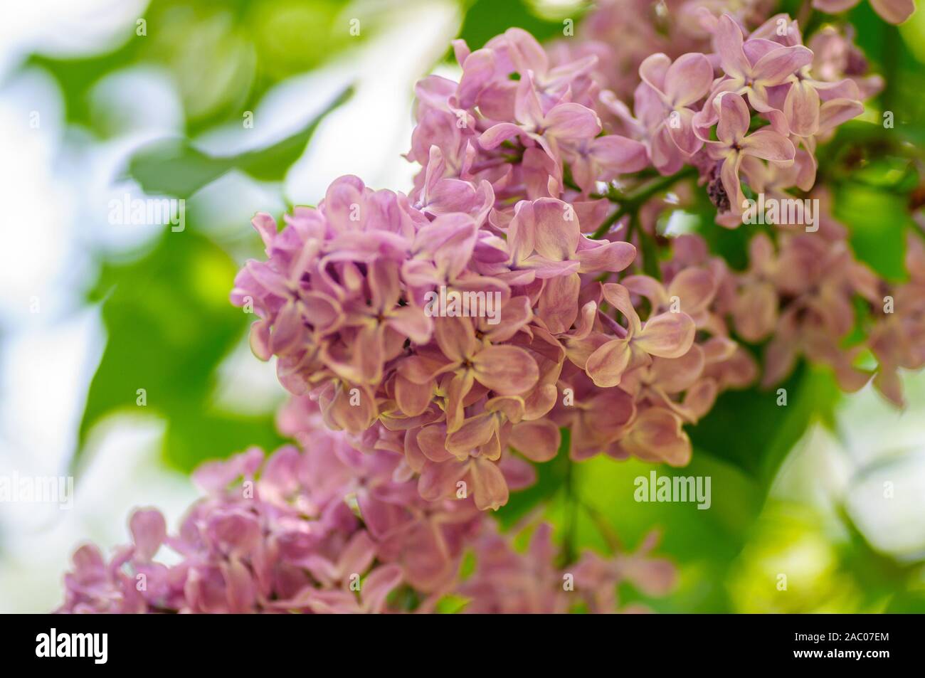 Beautiful pink syringa flowers in shadow. Syringa branch Stock Photo ...