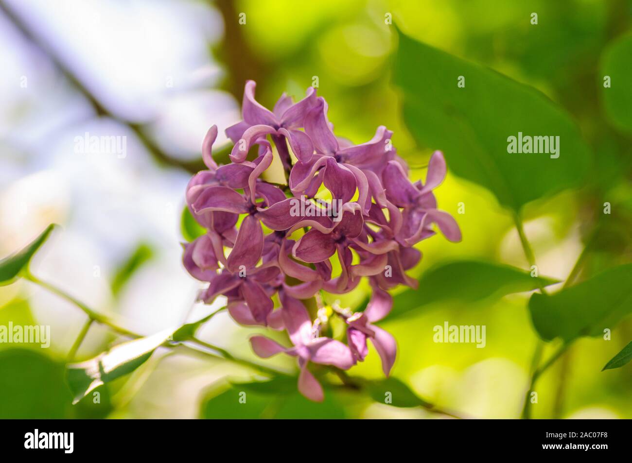 Syringavulgaris hi-res stock photography and images - Alamy