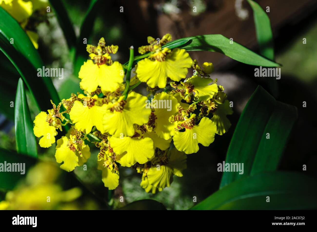 Flowers of Orchids Oncidium goldiana commonly known as Dancing ladies Orchid or Golden shower ...