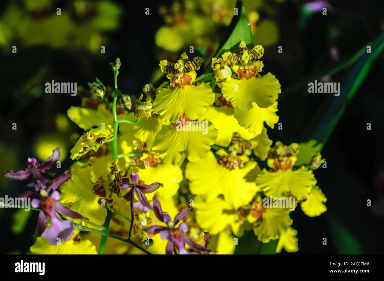 Flowers of Orchids Oncidium goldiana commonly known as Dancing ladies Orchid or Golden shower ...