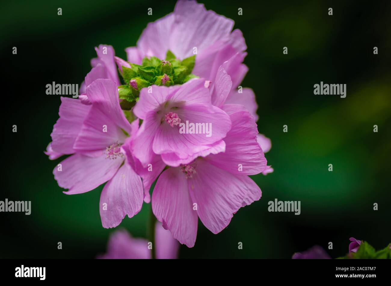 Malva a genus of herbaceous annual, biennial and perennial plants of ...