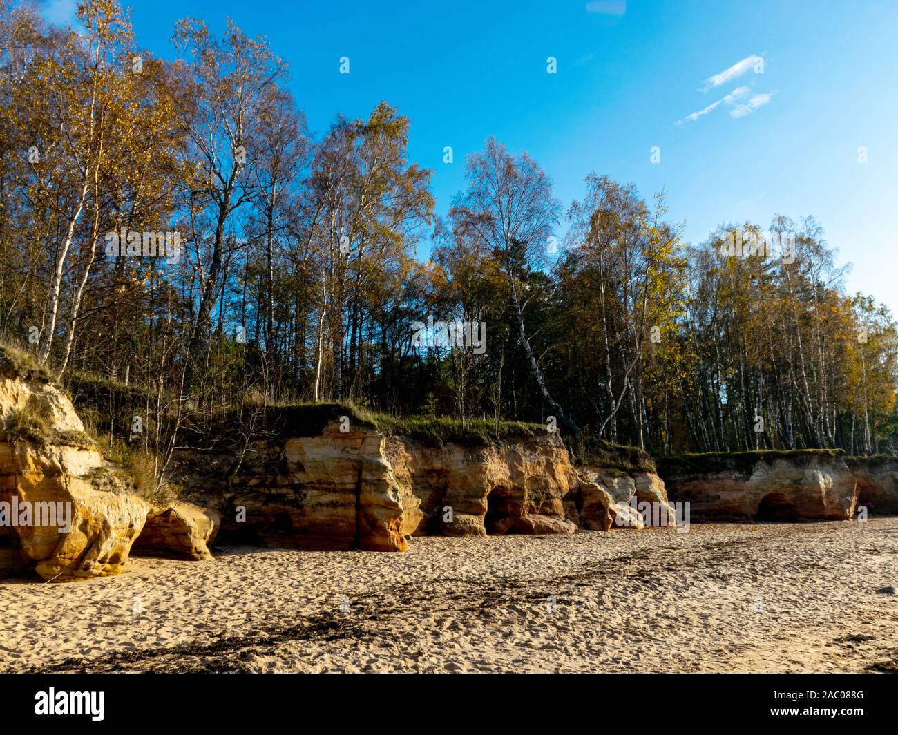 Seashore trees hi-res stock photography and images - Alamy