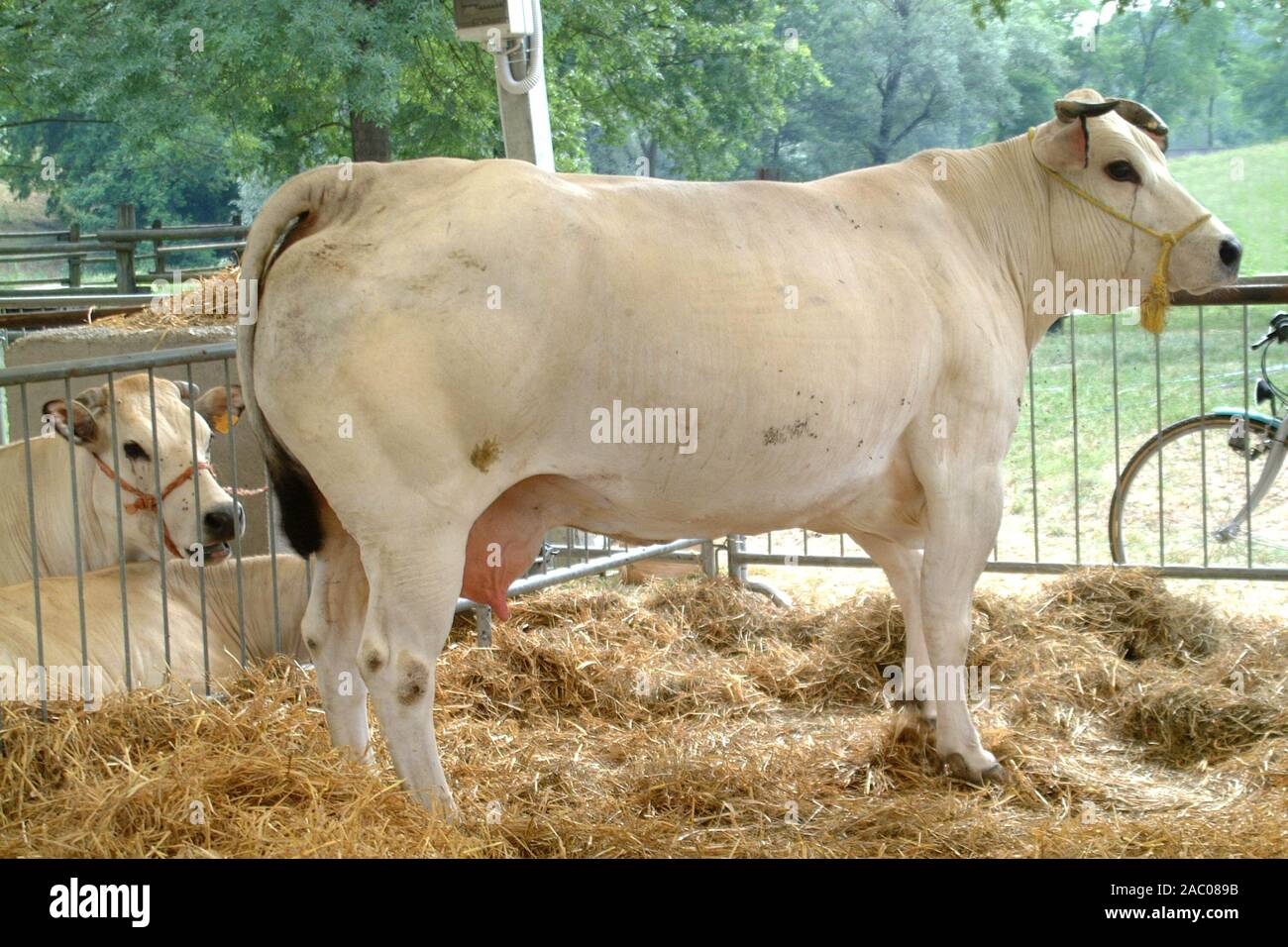 Piedmontese cows hi-res stock photography and images - Alamy