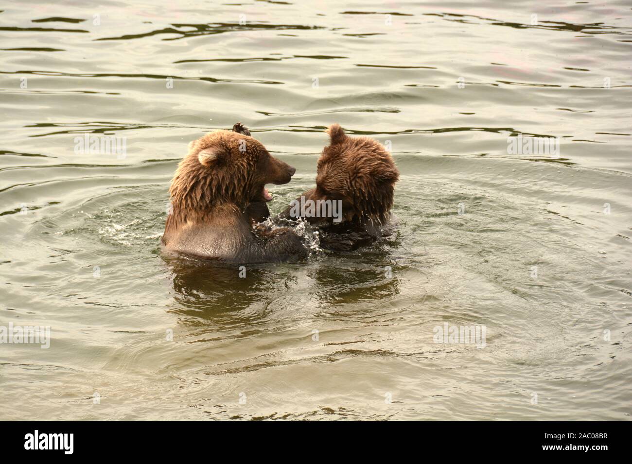 Two bear cubs playing in a lake, Katmai, Alaska, 2017 Stock Photo - Alamy