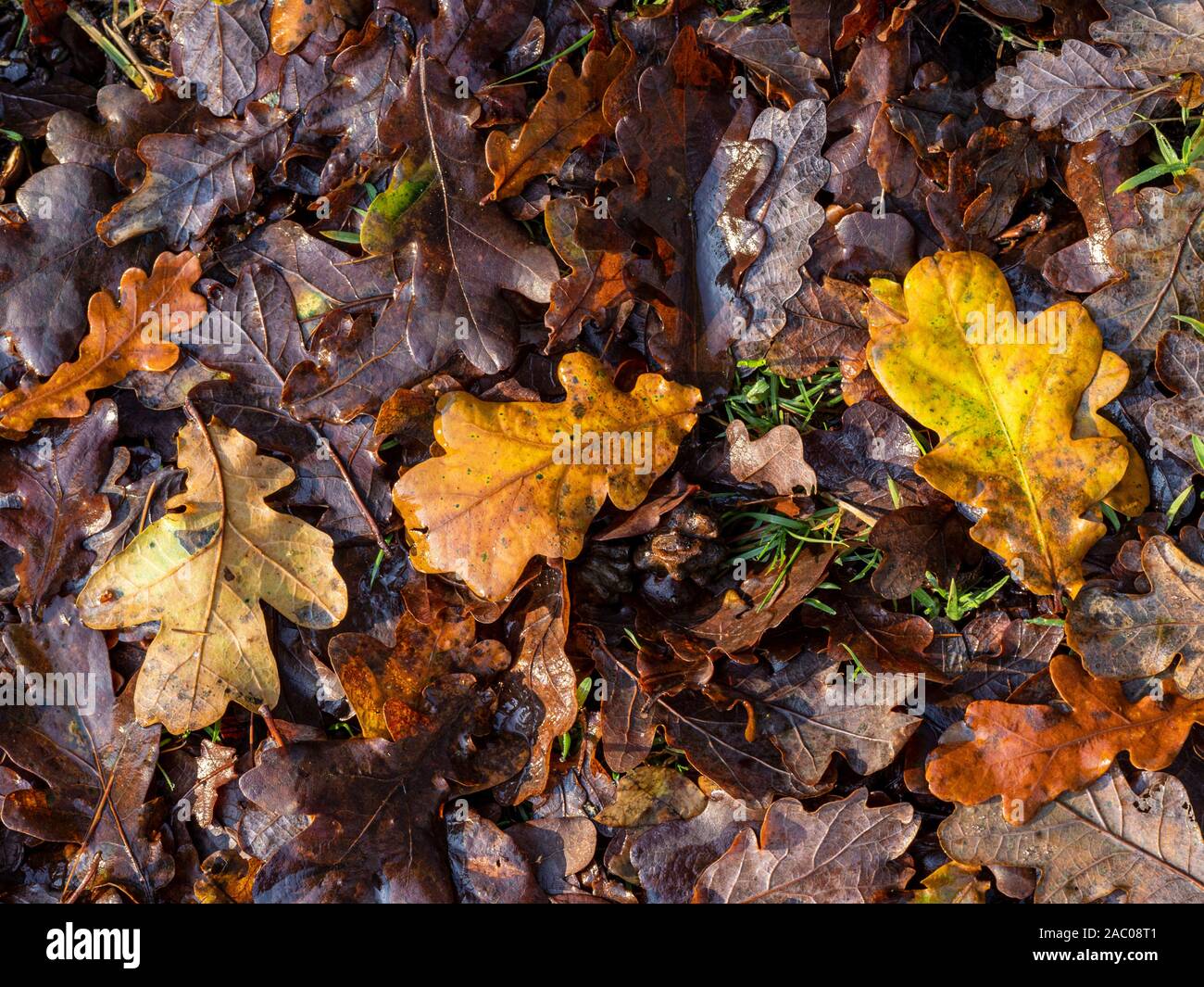 Colourful oak leaf litter on a woodland floor in late autumn, North ...