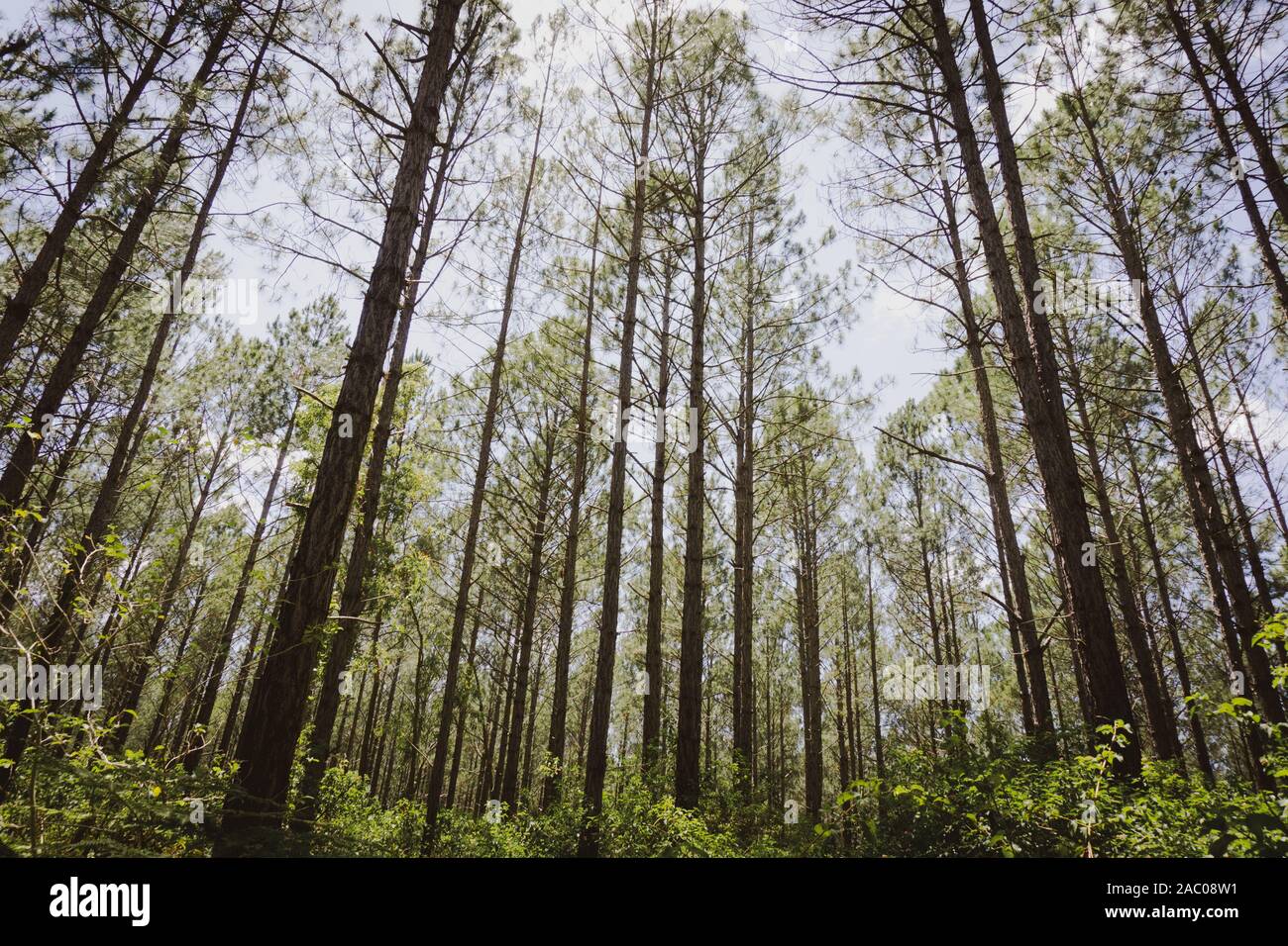 Pine forest from low angle view converging skyward overhead vintage ...