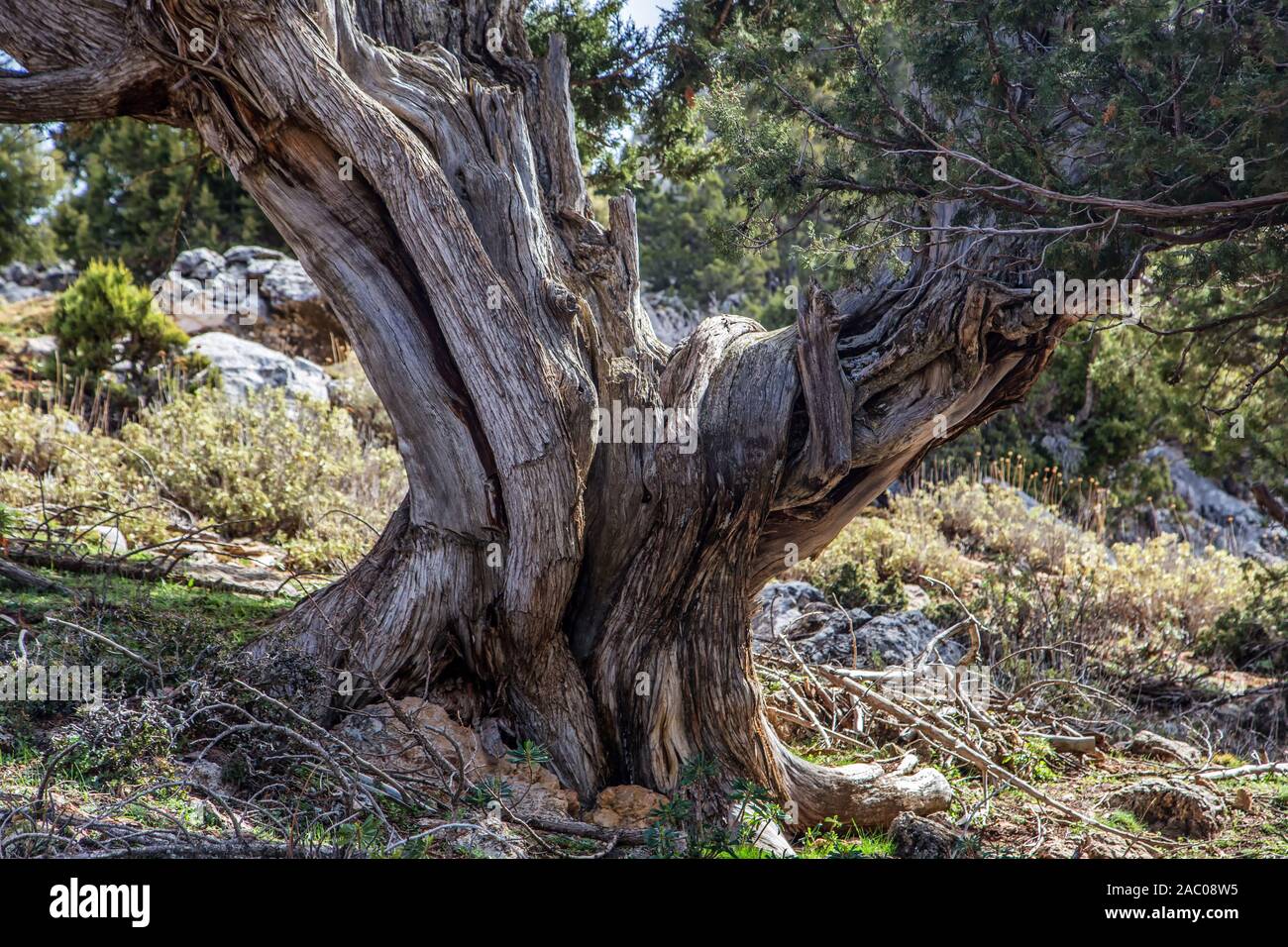 Taurus Mountains, Baranda Plateau and juniper trees Stock Photo - Alamy