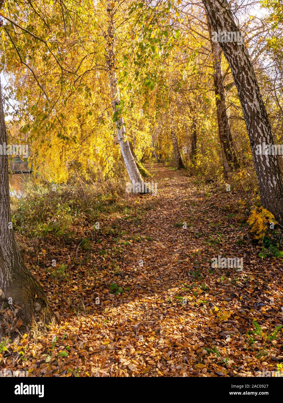 landscape with golden autumn, gorgeous trees Stock Photo - Alamy