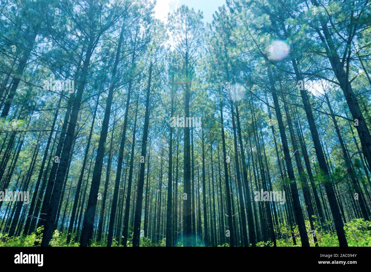 Pine forest from low angle view retro effect with lens flare Stock ...