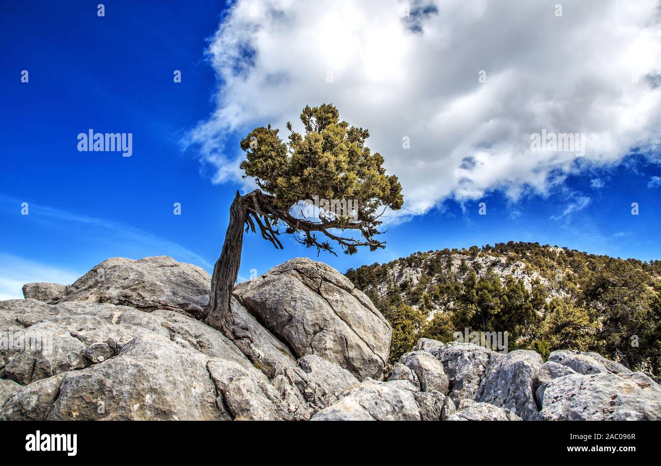Taurus Mountains, Baranda Plateau and juniper trees Stock Photo - Alamy