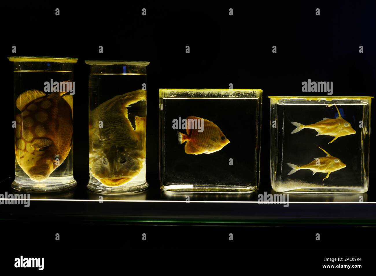 Specimen jars museum of hi-res stock photography and images - Alamy