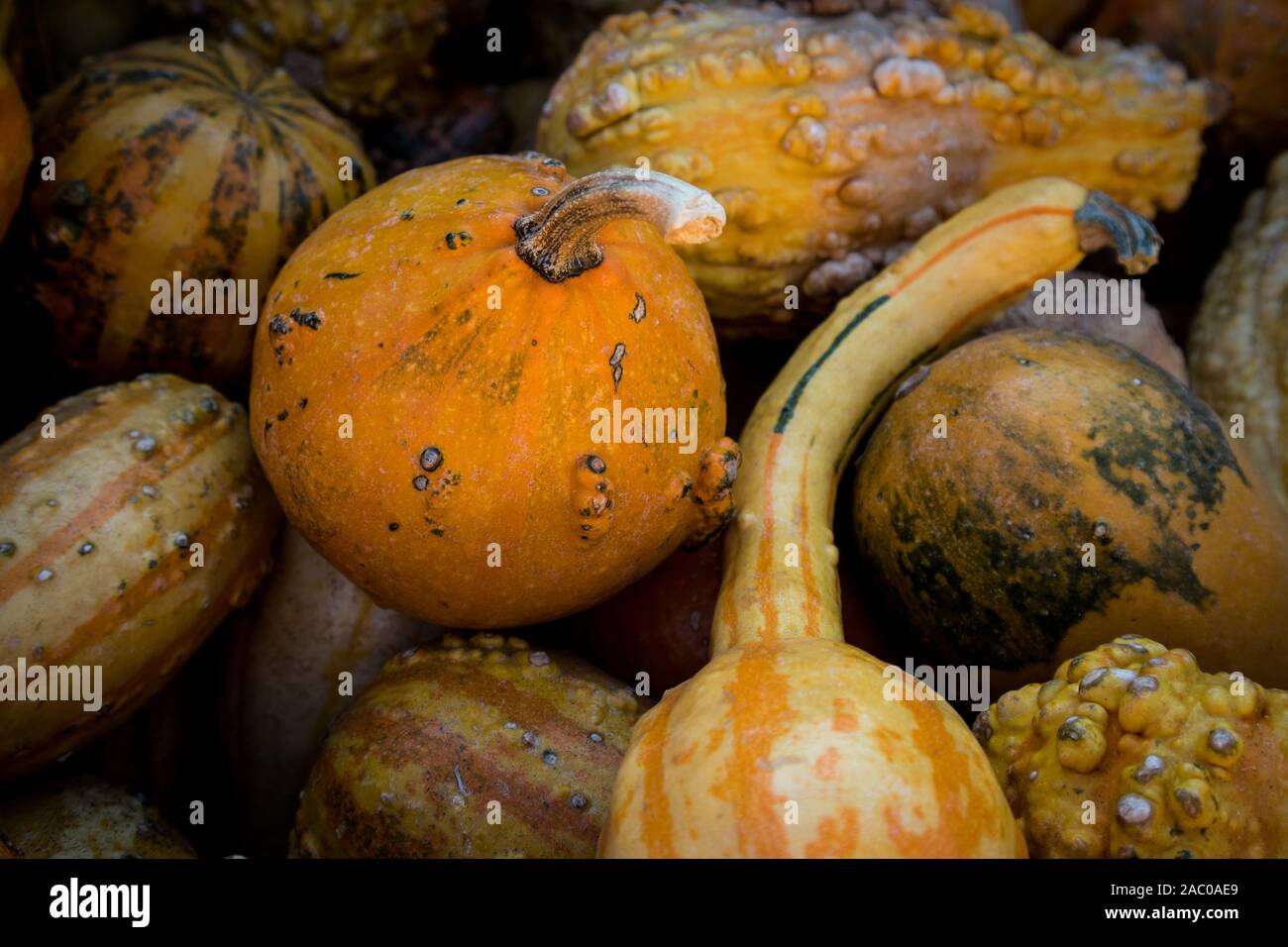 Unique pumpkins hi-res stock photography and images - Alamy