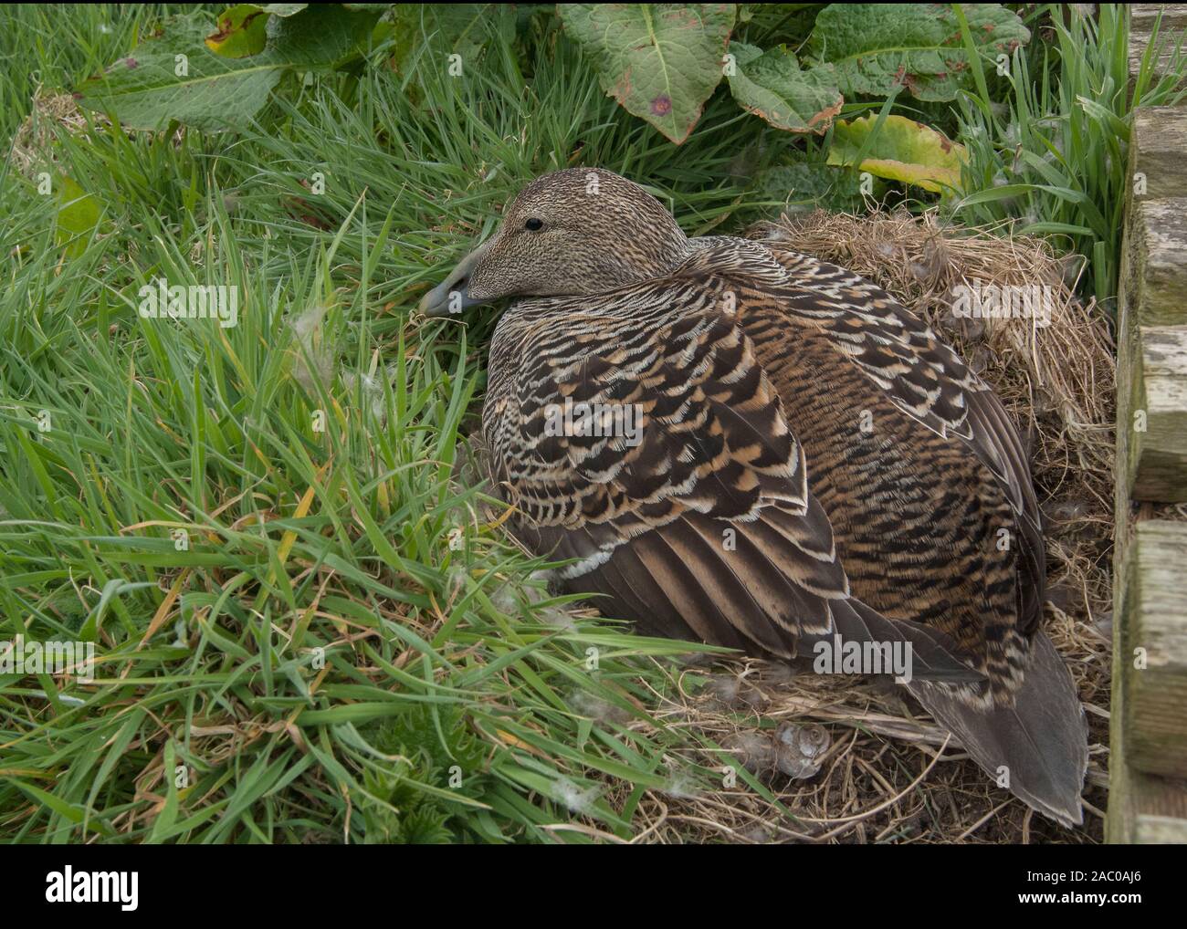 Common eider nest hi-res stock photography and images - Alamy
