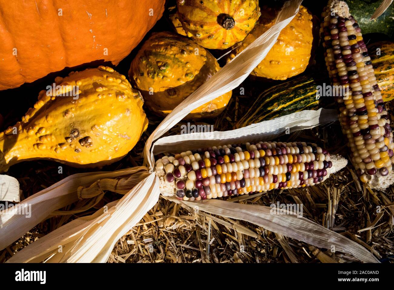 Pumpkins and corn hi-res stock photography and images - Alamy