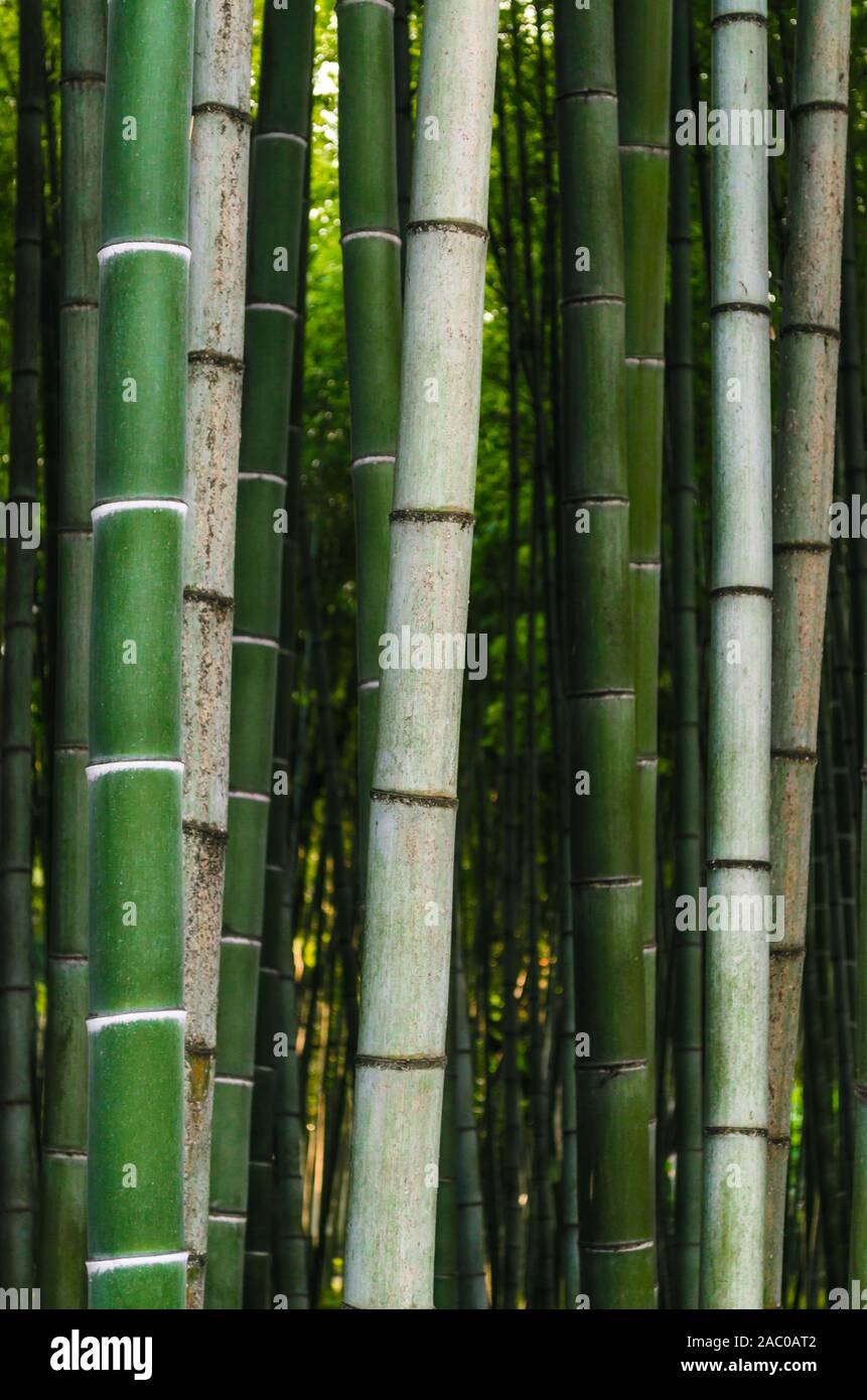 pattern background green bamboo forest in a park in Georgia in the ...