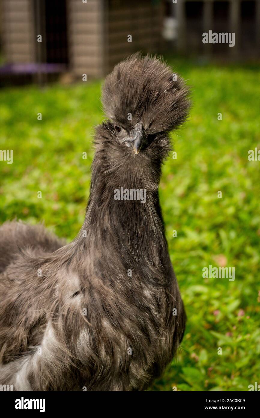 Fluffy Headed Chicken Breeds