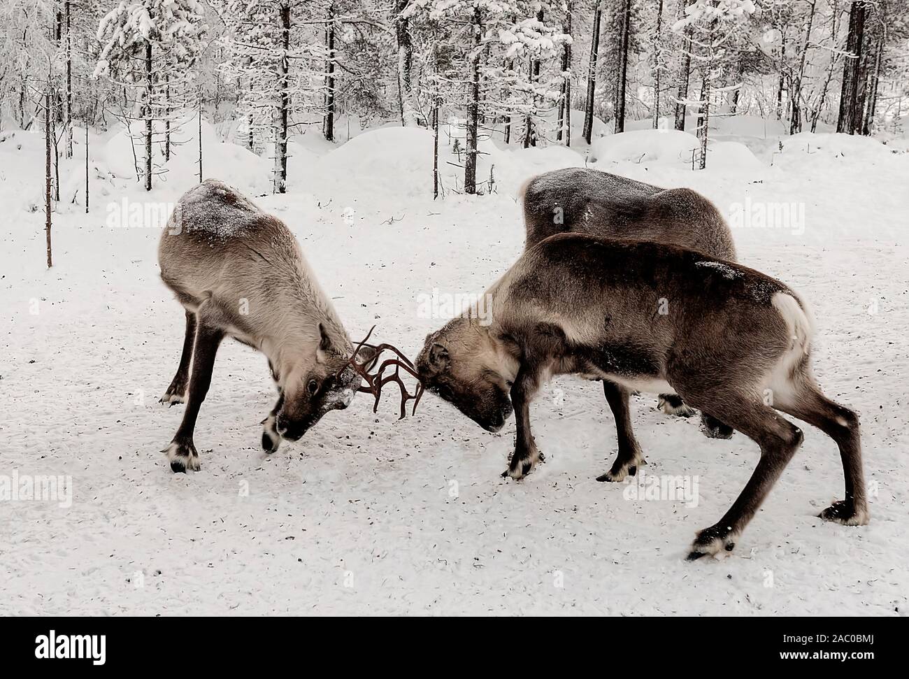 Antler clash hi-res stock photography and images - Alamy