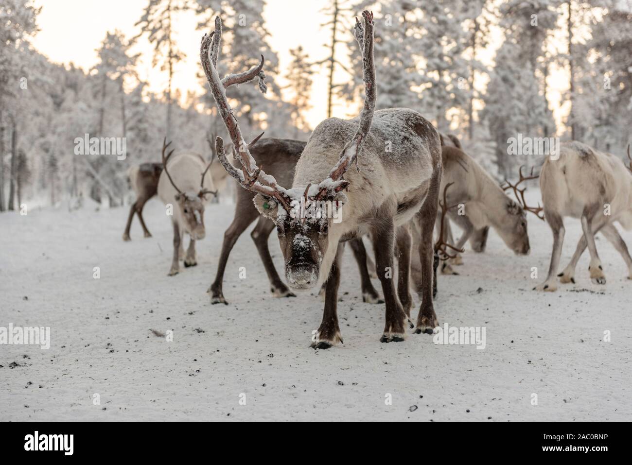 Finland, Inari- January 2019: Herd of Reindeer out in the wild Forrest ...