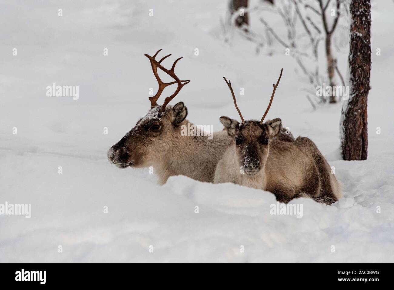Forests of finnish lapland hi-res stock photography and images - Alamy