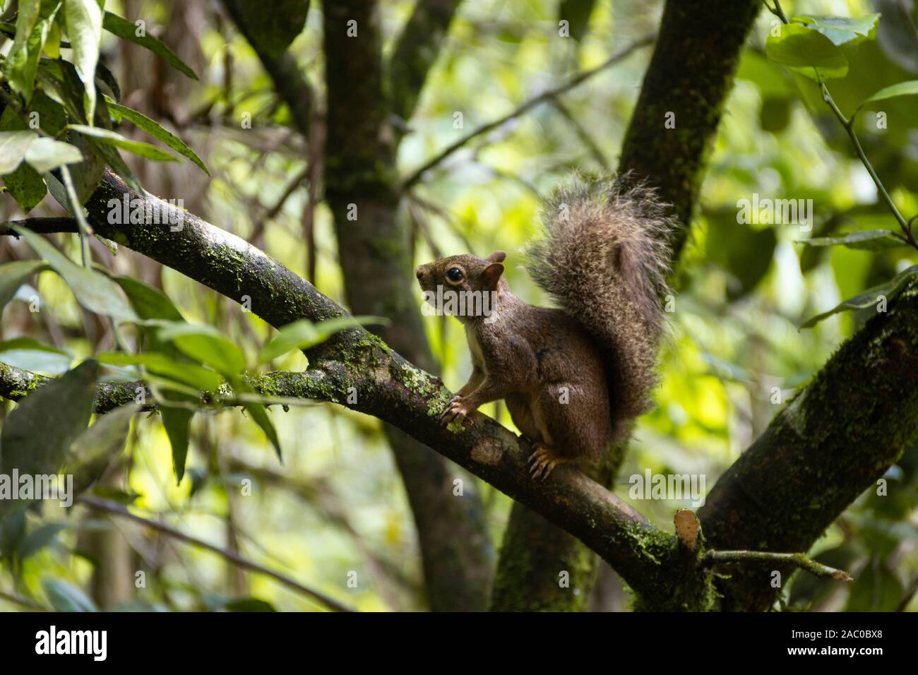 Brazilian squirrel climbing a tree in the rainforest. Ciurus Aestuans ...