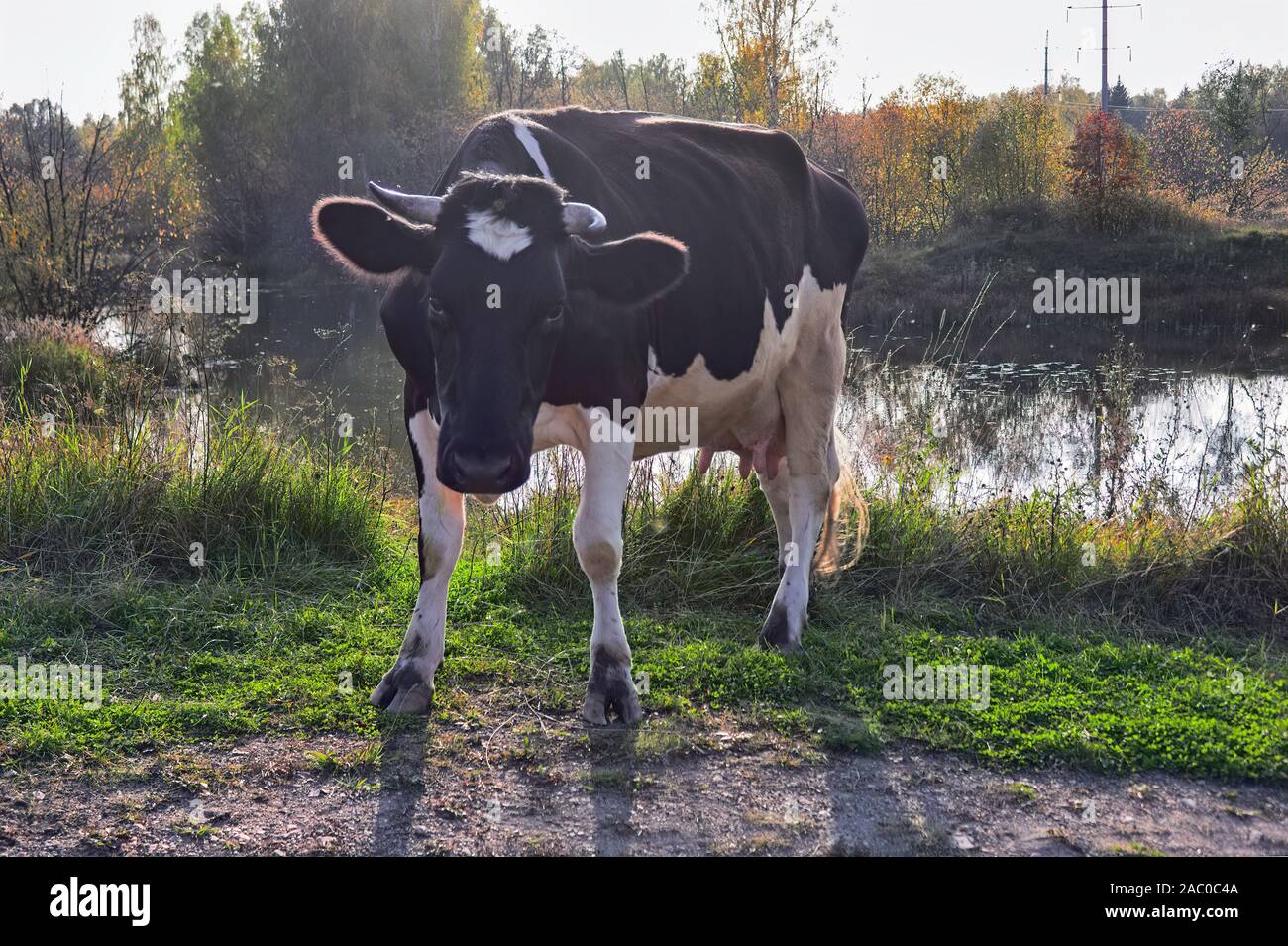 Cow goes on the road, returned home from pasture Stock Photo - Alamy