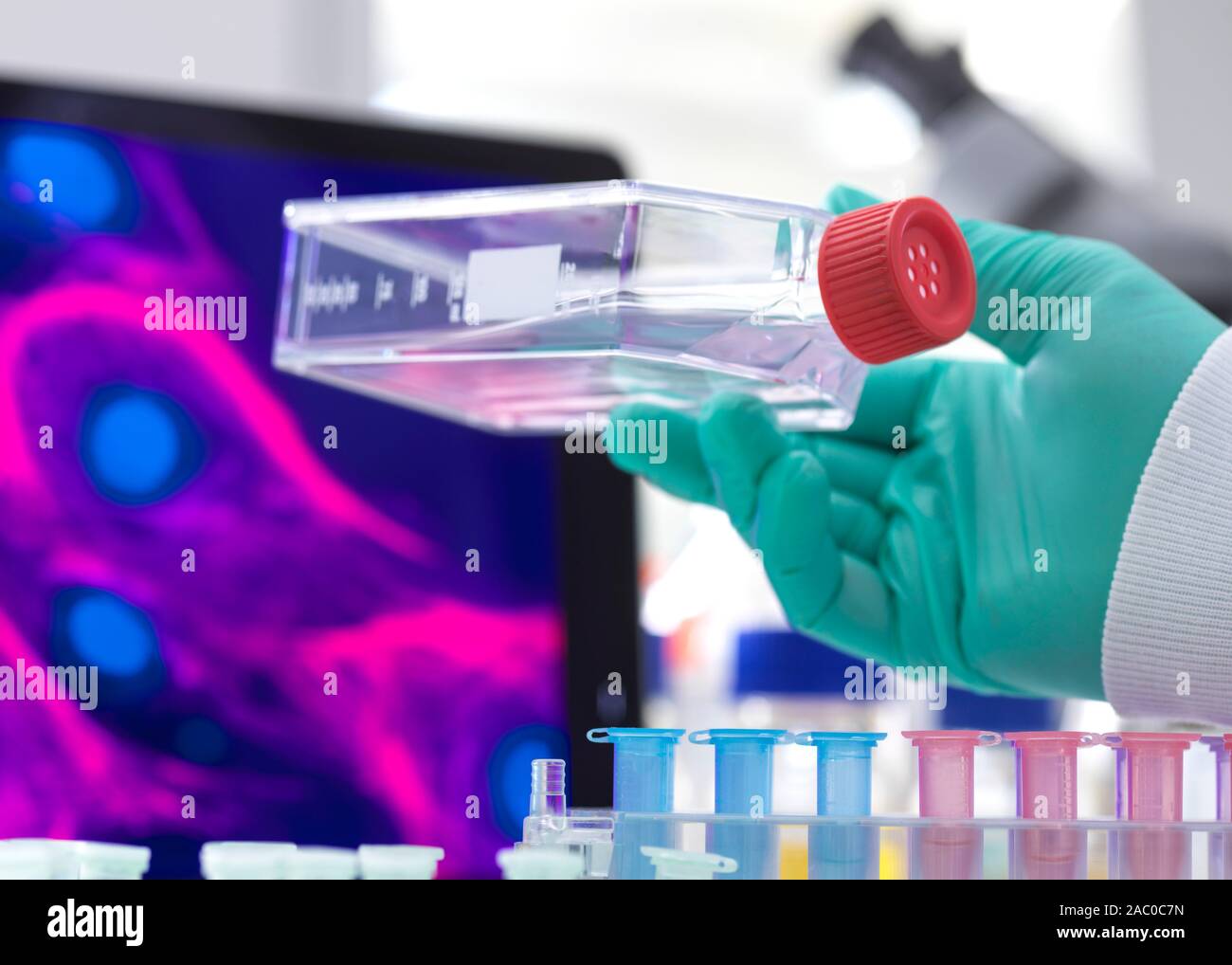 Researcher holding a flask containing cells cultivated in red growth ...