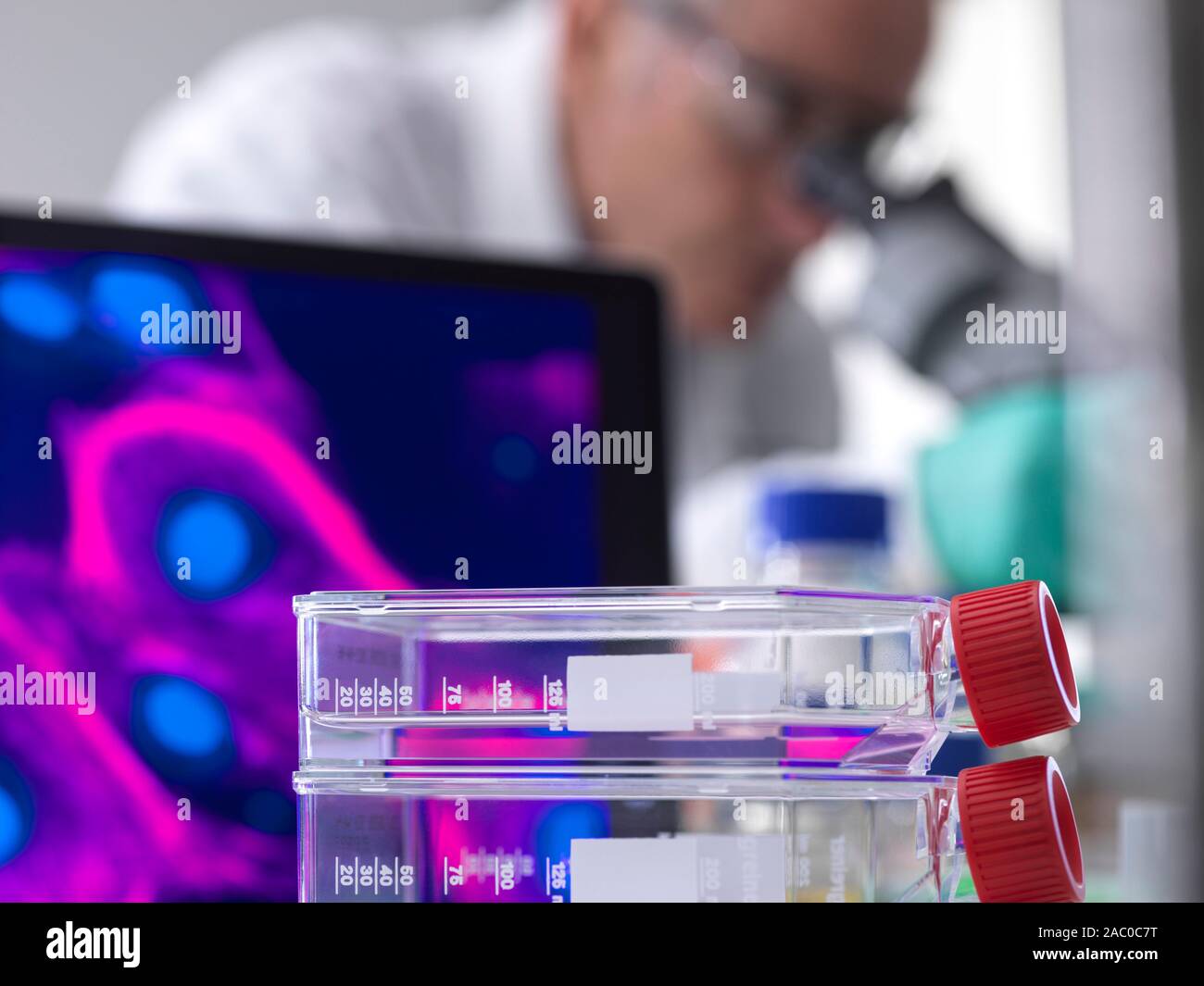 Scientist viewing cells down a microscope with a flask containing cells ...