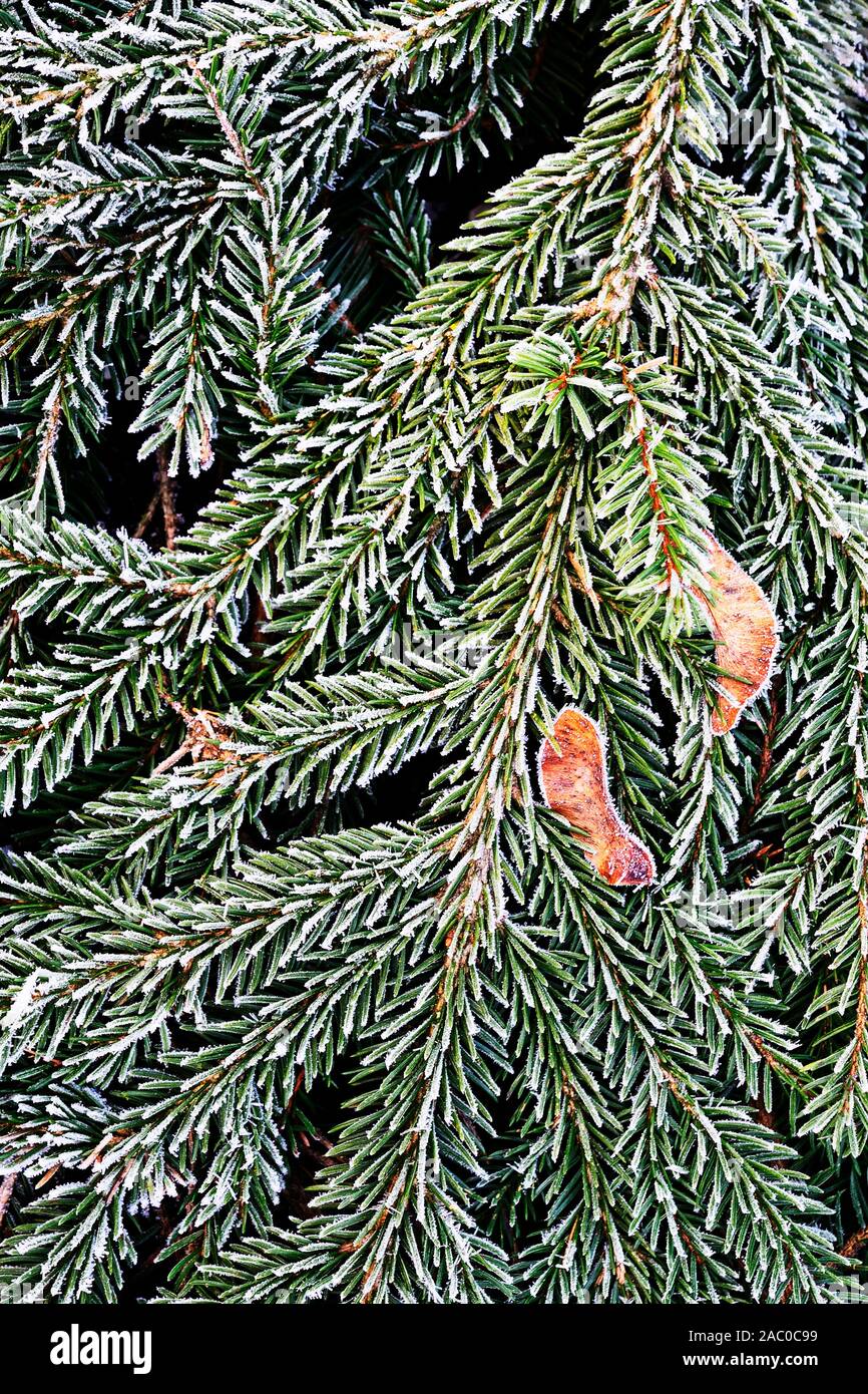 branches of spruce covered with hoarfrost, background Stock Photo - Alamy