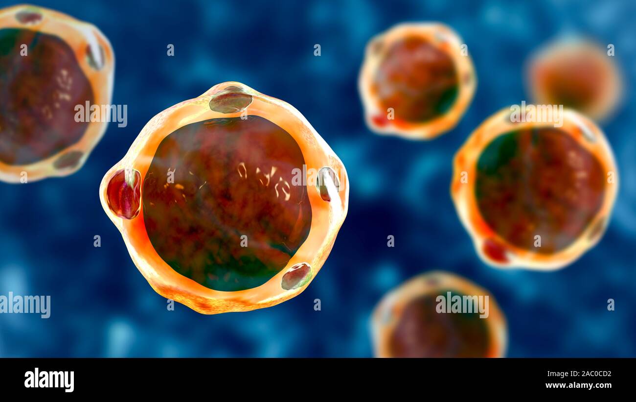 Blastocystis hominis parasite, computer illustration. A causative agent ...