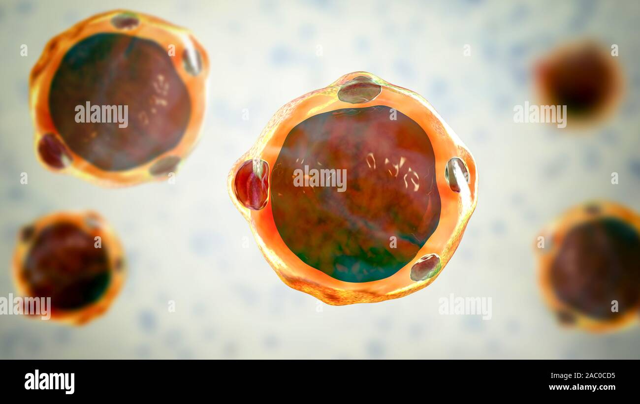 Blastocystis hominis parasite, computer illustration. A causative agent ...