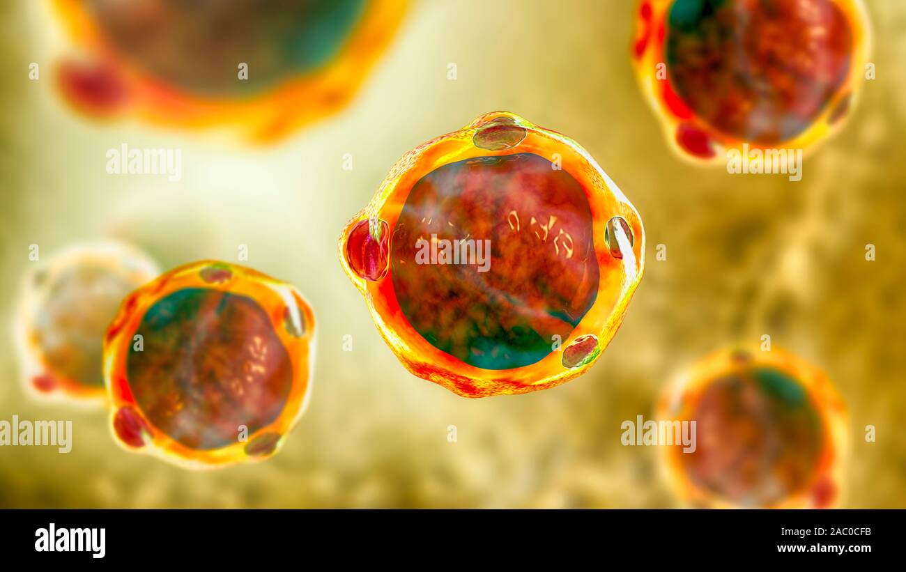 Blastocystis hominis parasite, computer illustration. A causative agent ...