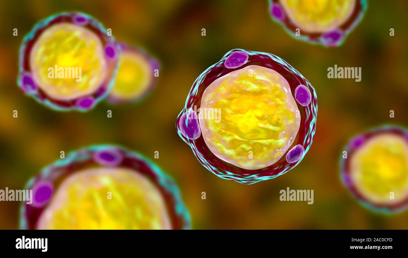 Blastocystis hominis parasite, computer illustration. A causative agent ...