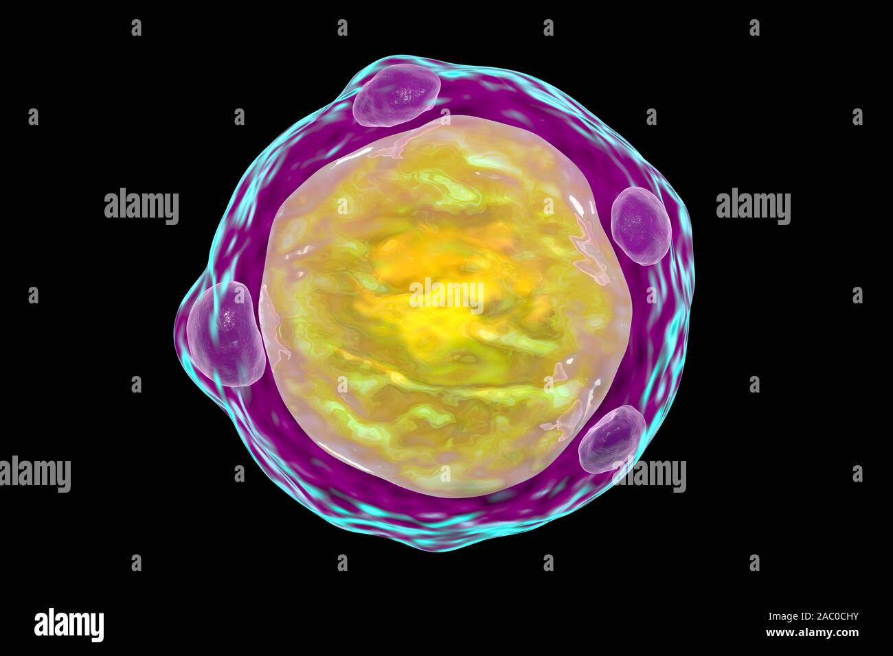 Blastocystis hominis parasite, computer illustration. A causative agent ...