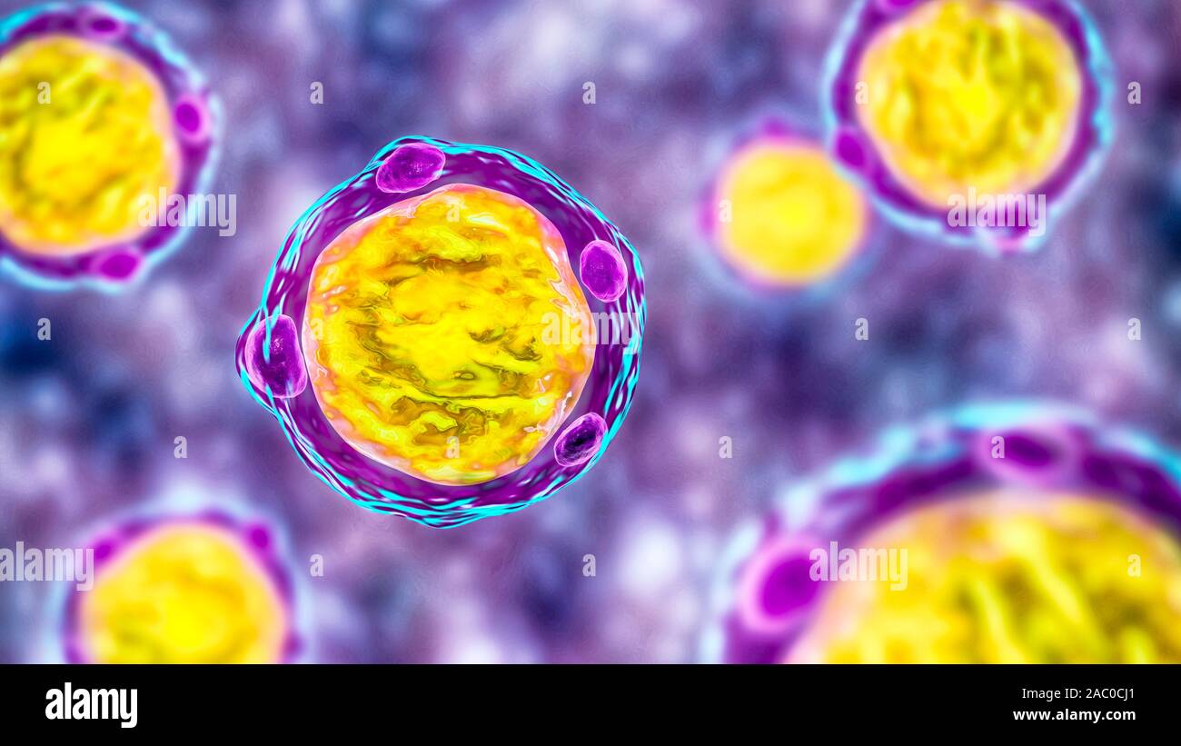 Blastocystis hominis parasite, computer illustration. A causative agent ...
