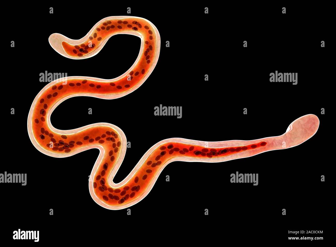 Computer illustration of Brugia malayi a parasitic nematode worm and ...