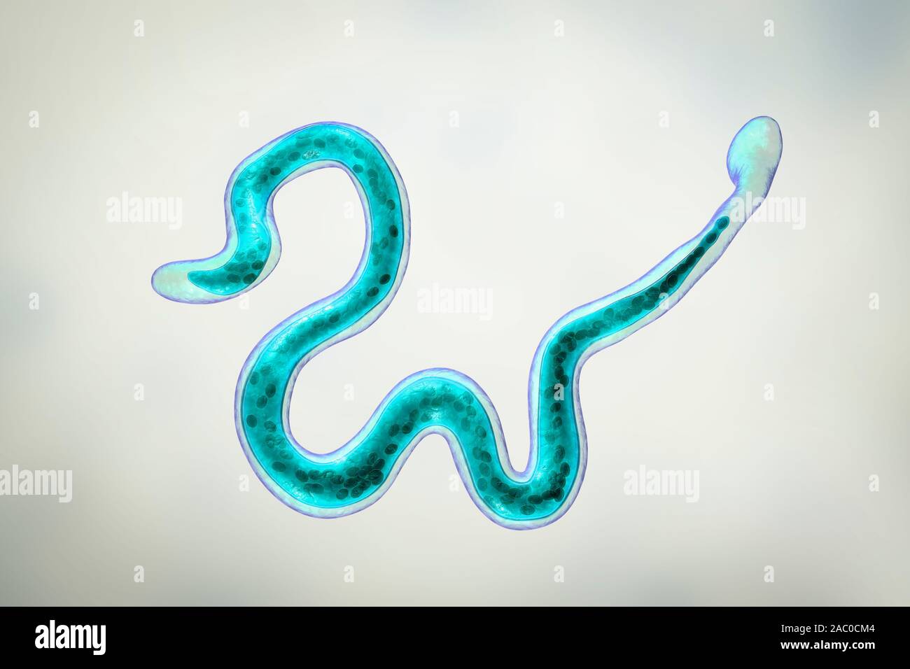 Computer illustration of Brugia malayi a parasitic nematode worm and ...