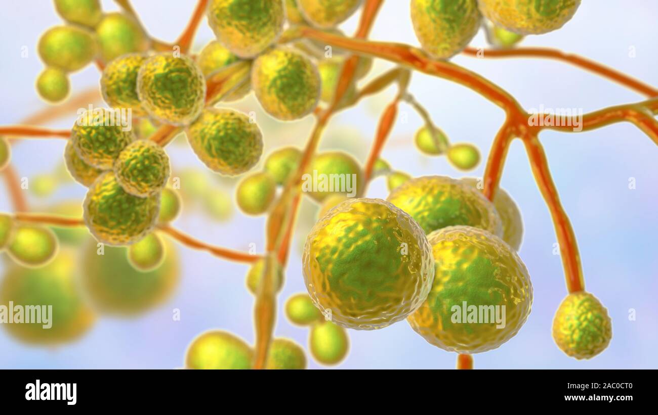 Computer illustration of the unicellular fungus (yeast) Candida auris ...